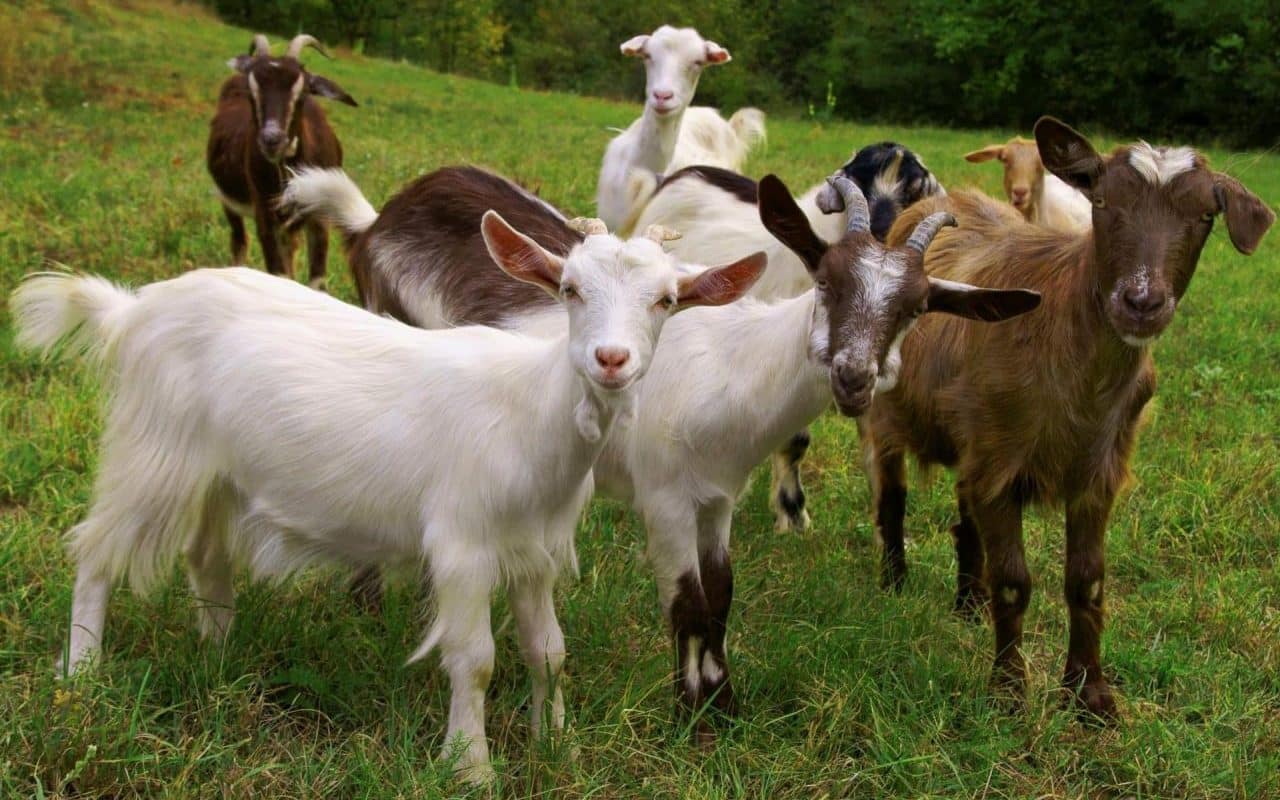 Akika Kurbanı Nedir? - Ankara Adaklık Koyun | Can Besicilik